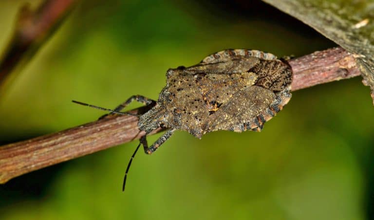 Do stink bugs fly? Everything you need to know! - Home Garage Projects